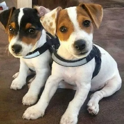 Štenci Jack Russela