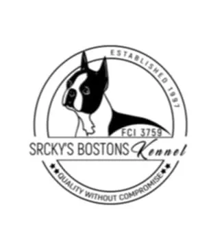 Boston terrier stenad