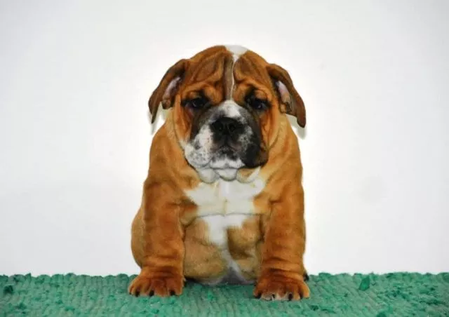 ENGLESKI BULDOG