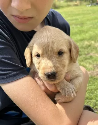 Čudoviti mladički križanca labradoodla, ostali so le še 3