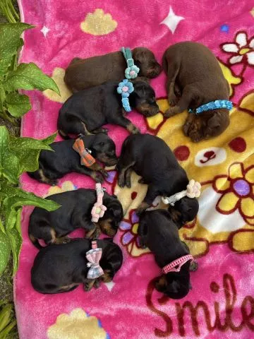 Doberman prelepi stenci