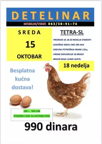 Mlade koke nosilje,pred pronos (TETRA-SL)