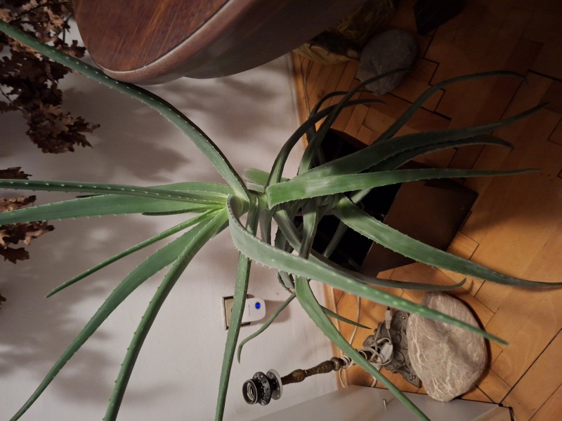 Aloe Barbadensis Miller