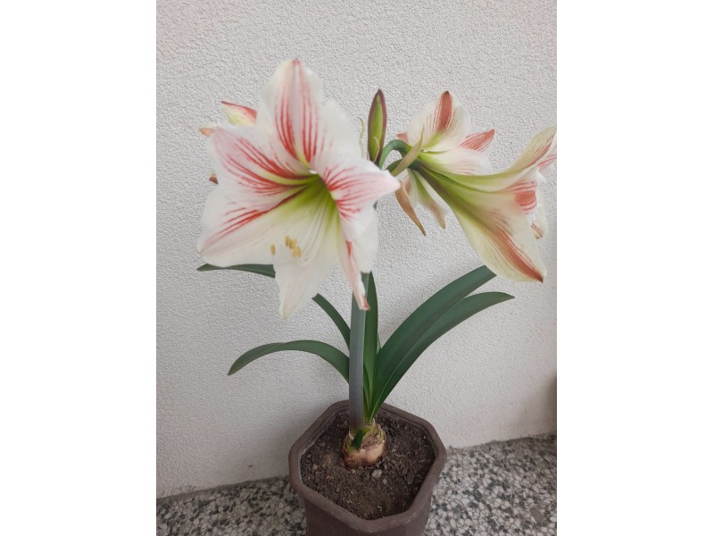 Amarilil mix 8 lukovica