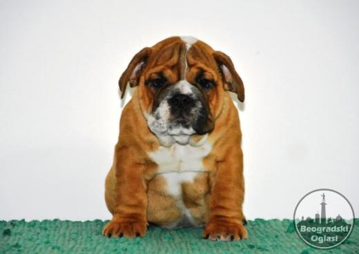 Engleski Buldog