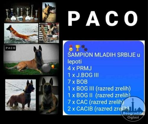 Belgijski ovčar MALINOA štenci