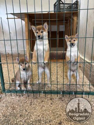 Shiba inu štenci od vrhunskih roditelja