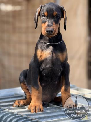 Prodaju se prelepi štenci dobermana, stari 3 meseca