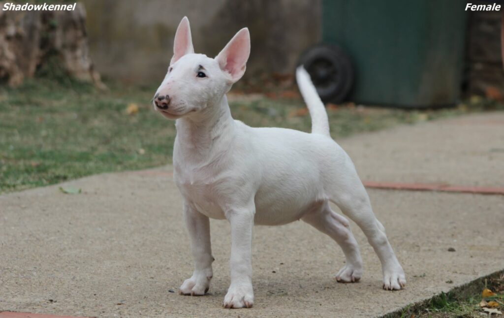 Štenci Mini Bul Terijera sa rodovnicima