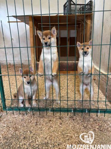 Shiba inu štenci od vrhunskih roditelja