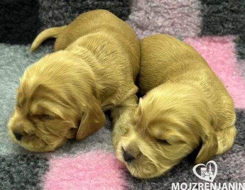 Engleski koker spanijel, štenci