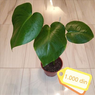 Monstera deliciosa