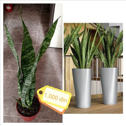 Sanseverija visine 60-65cm