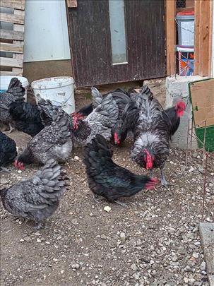 Australorp - mlado jato, pronele 12+3