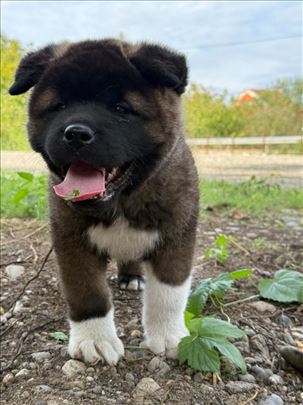 Američka akita, štenci