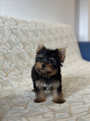 Mini Jorki