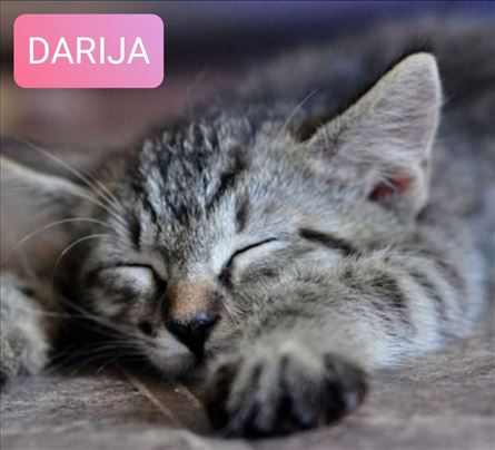 6 prelepih, divnih macica traze svoje porodice