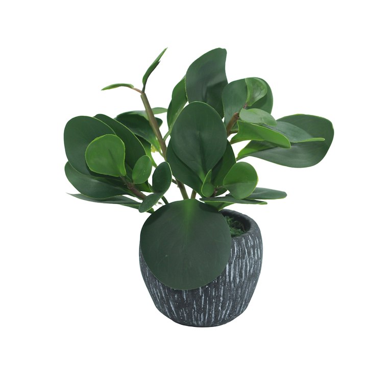 Dekordom Cvet u saksiji - peperomia hx0680 - n38ID: EK000770014