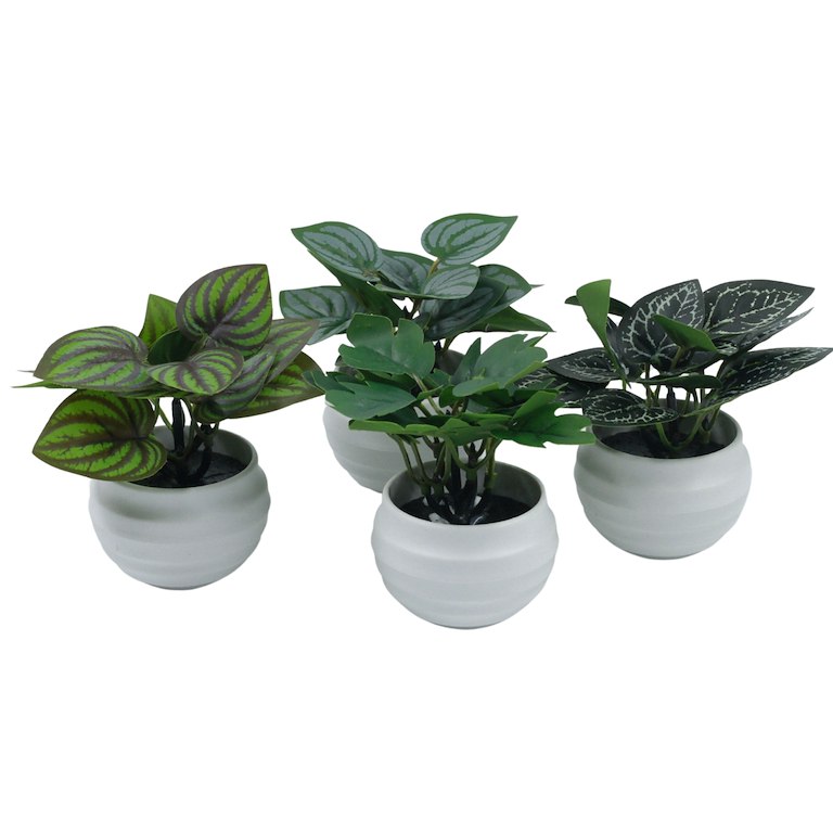 Dekordom Cvet u saksiji suculent fittonia - 10cm - n55ID: EK000770778