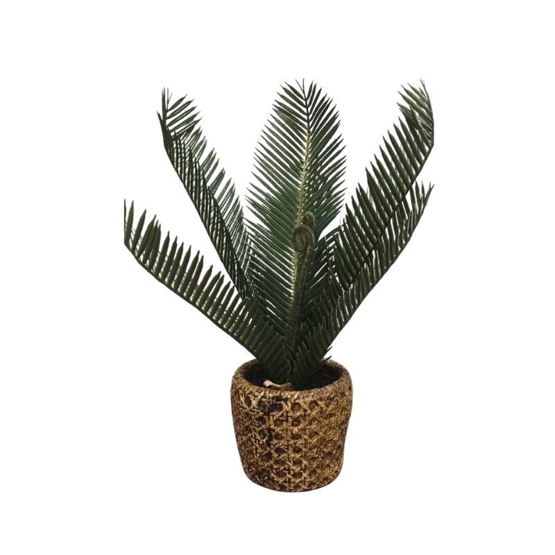 Dekordom Cvet u saksiji - cycas - n38ID: EK000770829