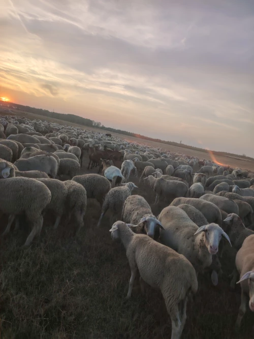 Na prodaju muski jaganci