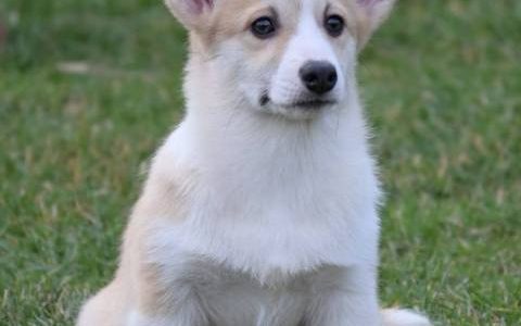 Velški Korgi Welsh Corgi Pembroke