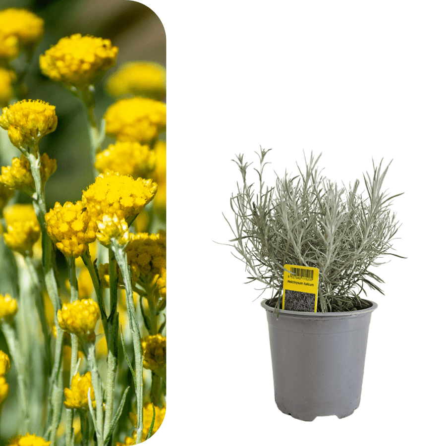Smilje - Helichrysum arenarium