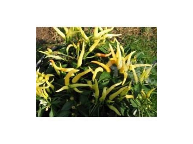 Chilli Elephant`s Trunk Yellow (25 semenki) sa aromom l