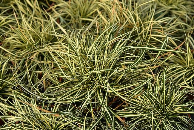Carex Oschimensis Moonlight - Ukrasna Trava