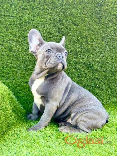 Francuski buldog