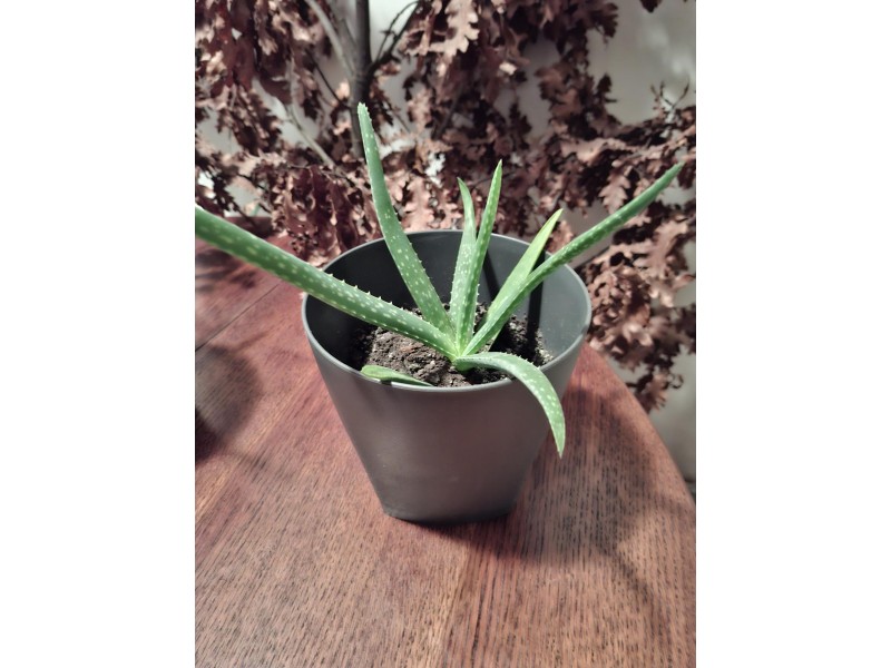Aloe Barbadensis Miller
