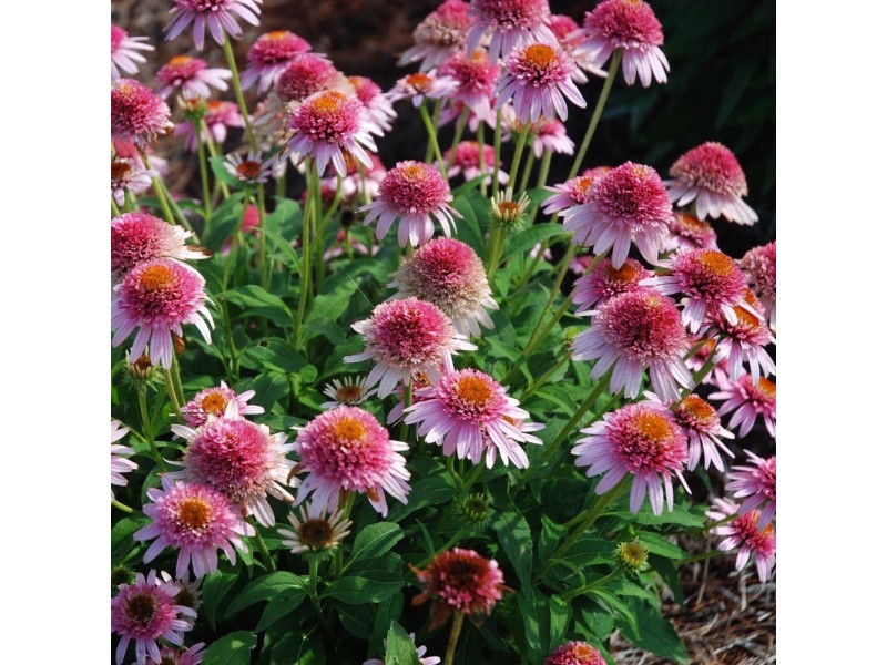 Ehinacea - Echinacea Butterfly kisses