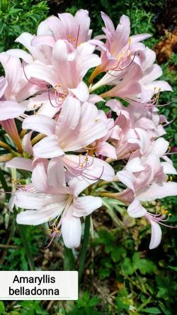 Amaryllis belladonna