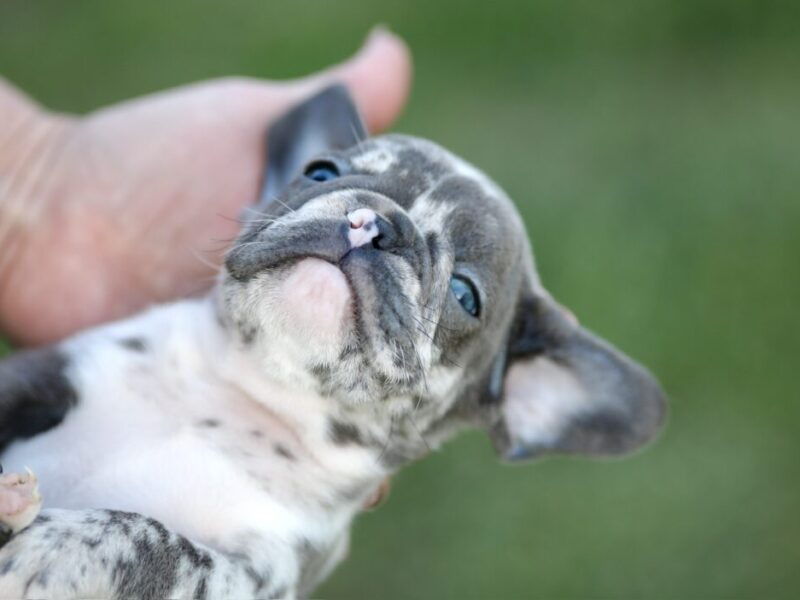 Plavi i merle egzoticni francuski buldozi
