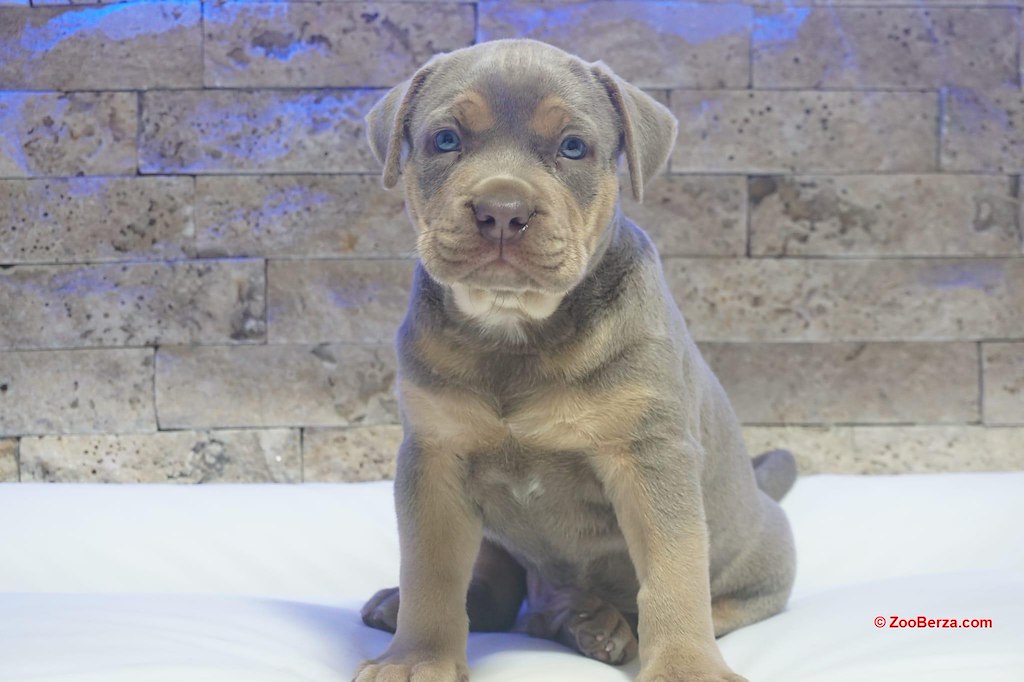 Pitbull Lilac Tricolor štene