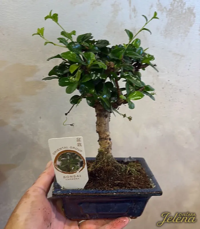 Bonsai Carmona