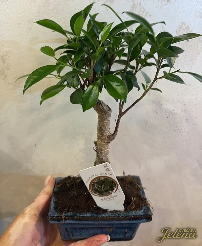 Bonsai ficus