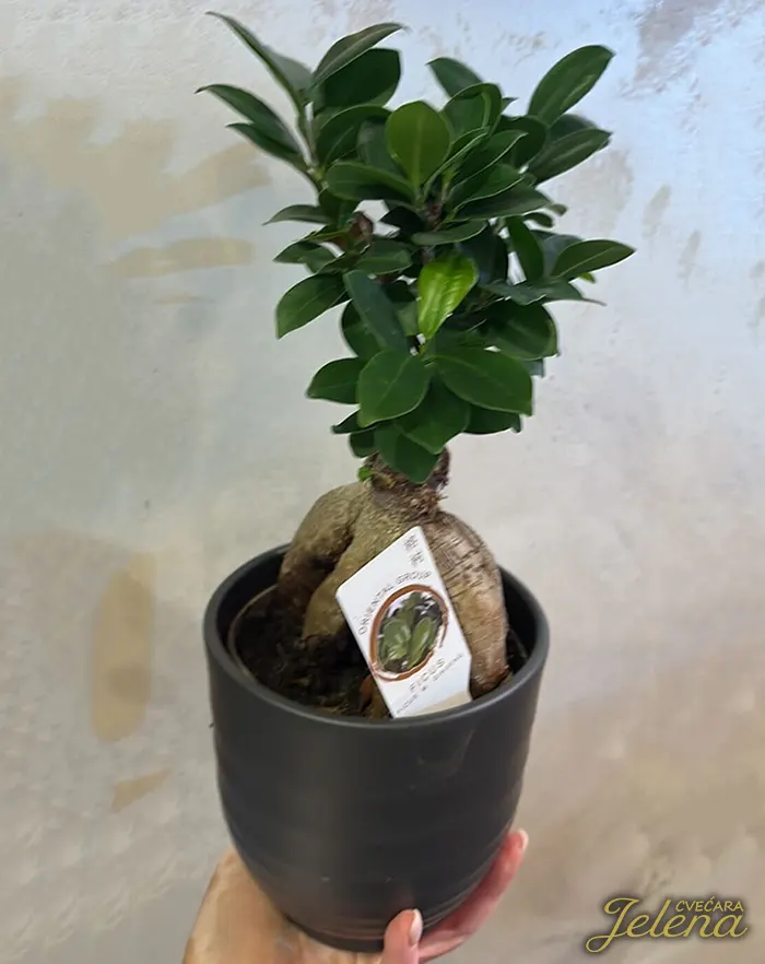 Bonsai Ginseng Black