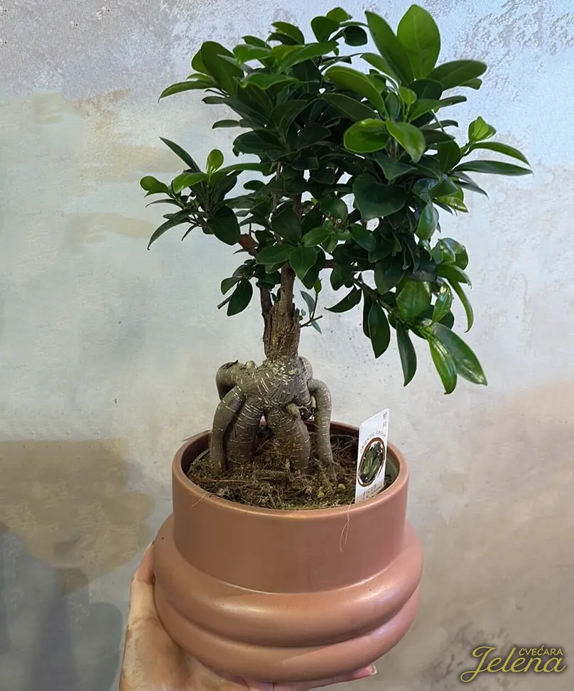 Ginseng Bonsai Tree