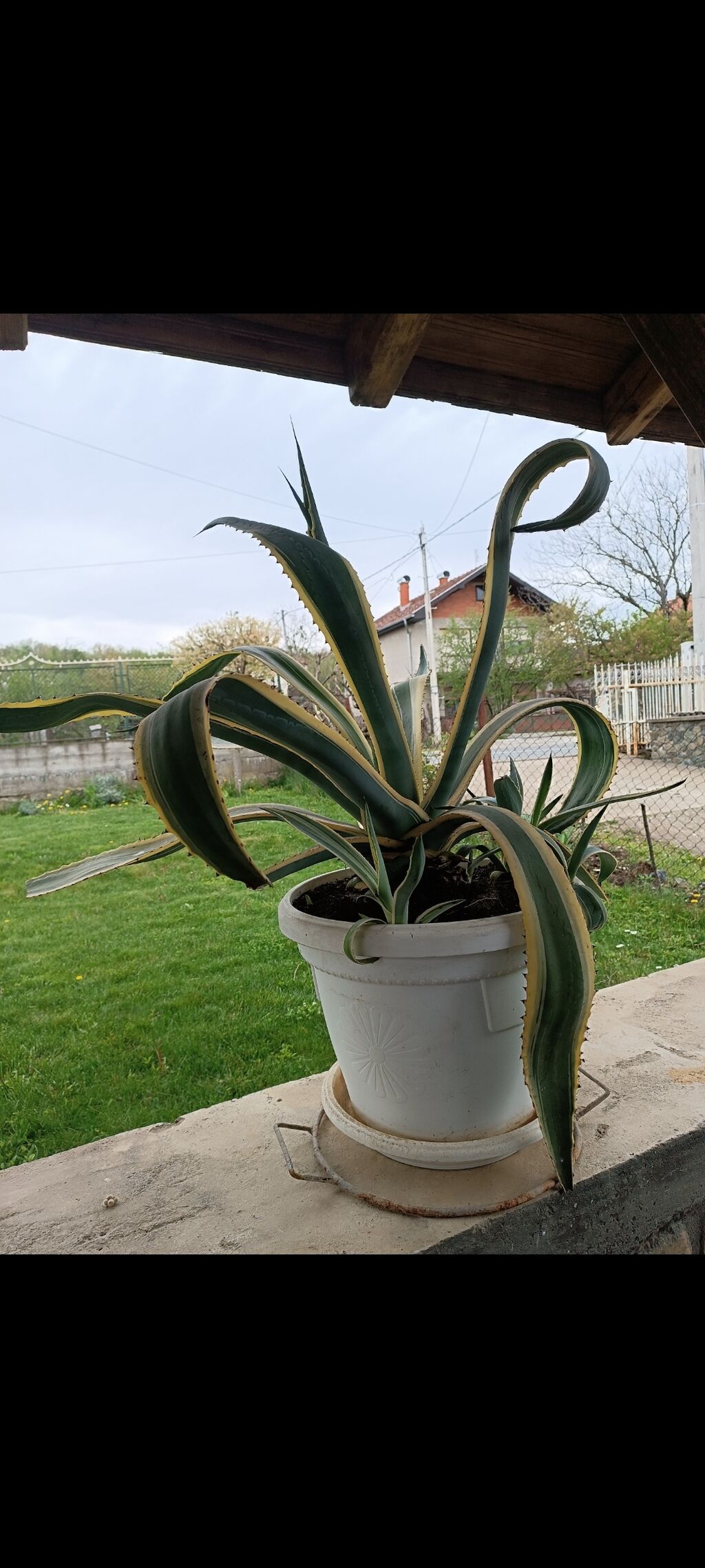 Velika dekorativna sukulentna biljka u saksiji – Agava (Agave