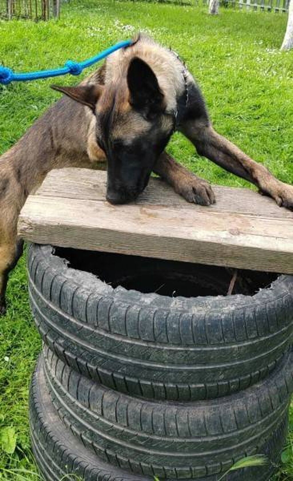 Ženka belgijskog ovčara sa pedigreom i osnovnom dresurom. Oštećenja