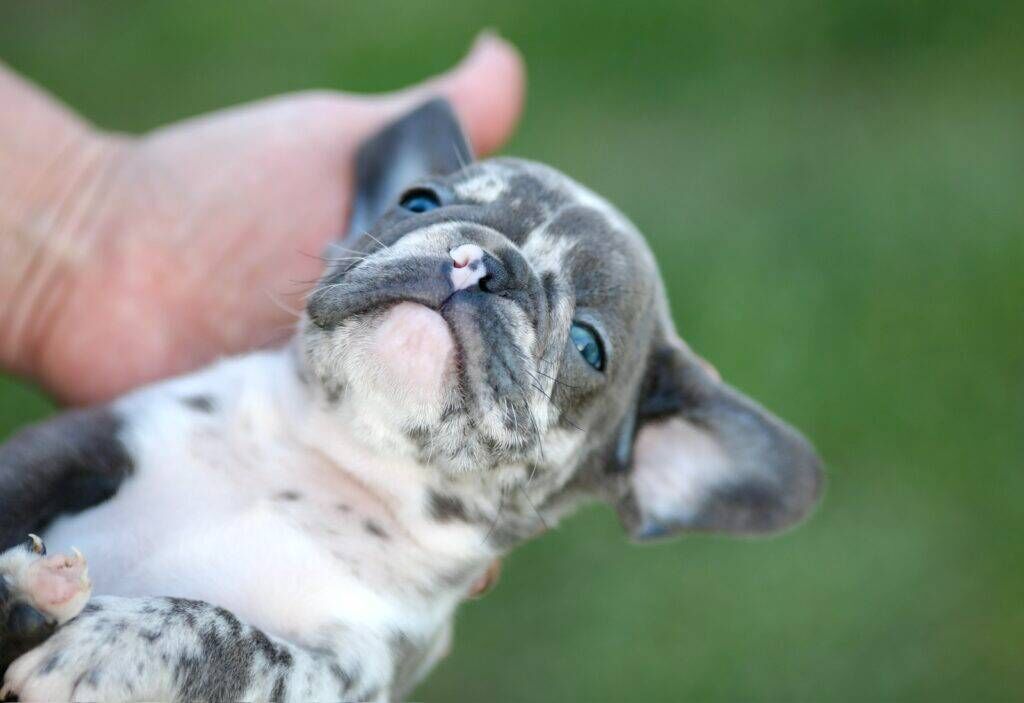 – Na prodaju plavi i merle egzoticni francuski buldozi koji su
