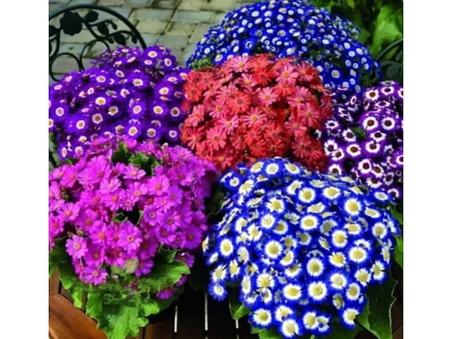 Cineraria hybrida mix (50 semenki)