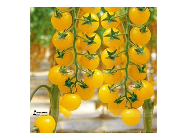 Paradajz Snowberry Yellow Cherry (25 semenki)