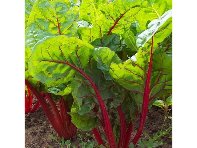 Blitva - Swiss Chard Rhubarb Red (50 semenki)