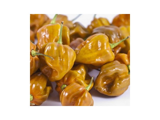Chilli Habanero Mustard (15 semenki) extremno ljut