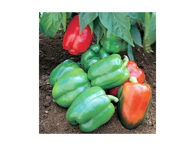 Paprika Kalifornijsko Čudo (200 semenki)