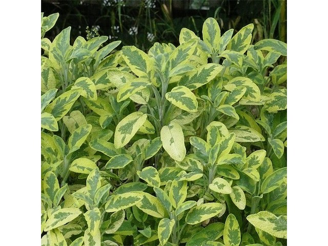 Žalfija - Salvia Icterina