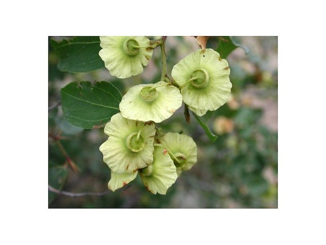 Drač - (Paliurus spina- cristi)