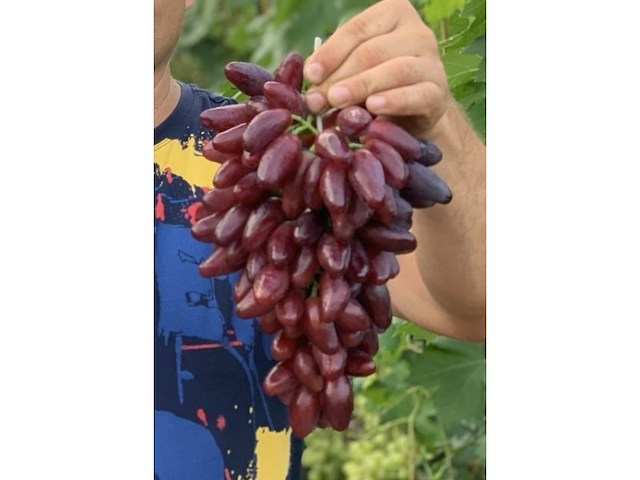 Stono grožđe `ZEVS` - reznica